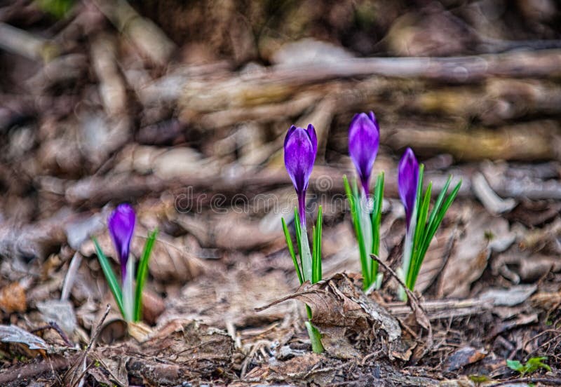 Crocuses stock image. Image of poland, flowers, forest - 89074089