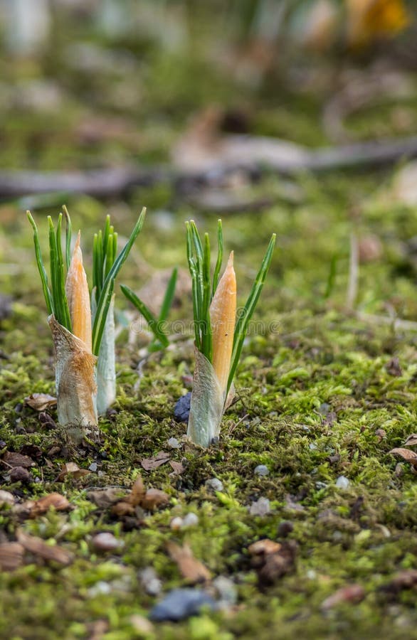 Crocuses Sprout in the Spring in a Pine Forest Stock Photo - Image of ...