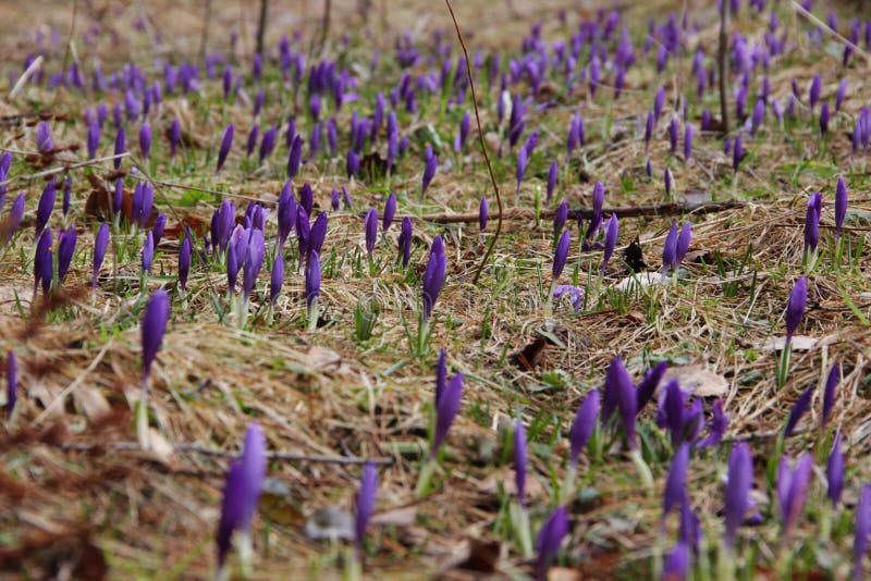 Crocuses Sprout in the Spring in a Pine Forest Stock Photo - Image of ...