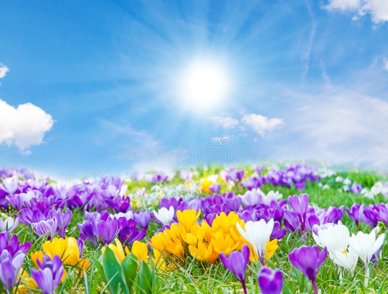 Crocuses in the sun stock image. Image of beautiful, blue - 38806777