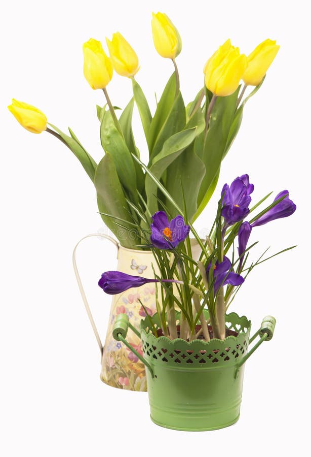 Crocuses, tulips stock photo. Image of purple, natural - 30606876