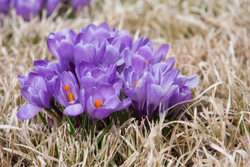 Crocuses stock photo. Image of purple, early, spring - 52856046