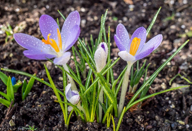Crocuses with Water Drops in the Spring Stock Photo - Image of easter ...