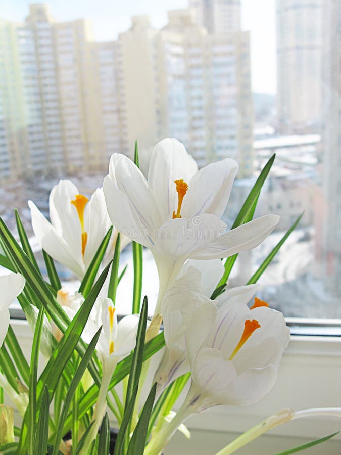 Crocuses on a window stock photo. Image of primroses - 13144016