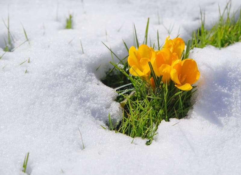 Crocusses in snow stock image. Image of colors, snow - 272070511