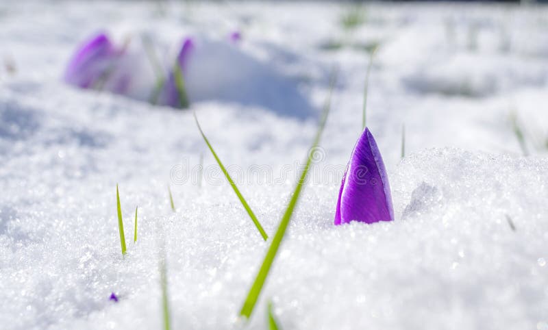 Crocusses in snow stock image. Image of crocus, white - 272070515