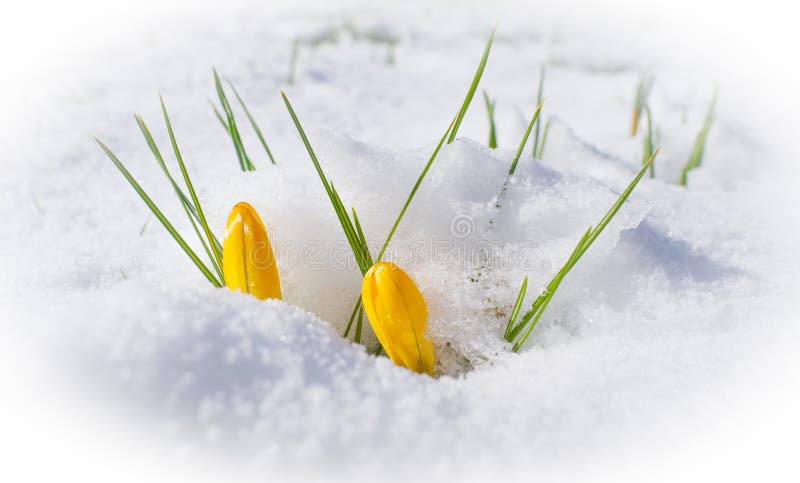 Crocusses in snow stock photo. Image of covered, crocusses - 272070518