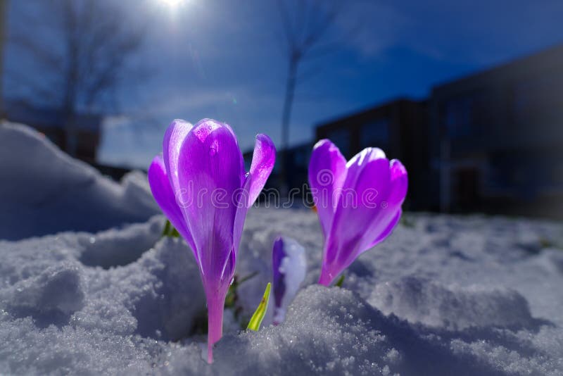 Crocusses in snow stock image. Image of beauty, spring - 272070527