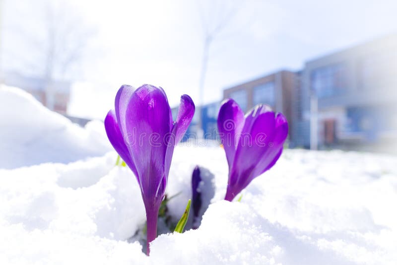 Crocusses in snow stock image. Image of leaf, winter - 272070529