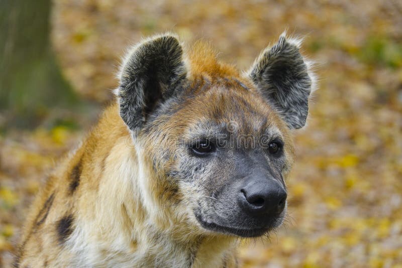 Crocuta Crocuta - Spotted Hyena Stock Photo - Image of wild, animalia ...