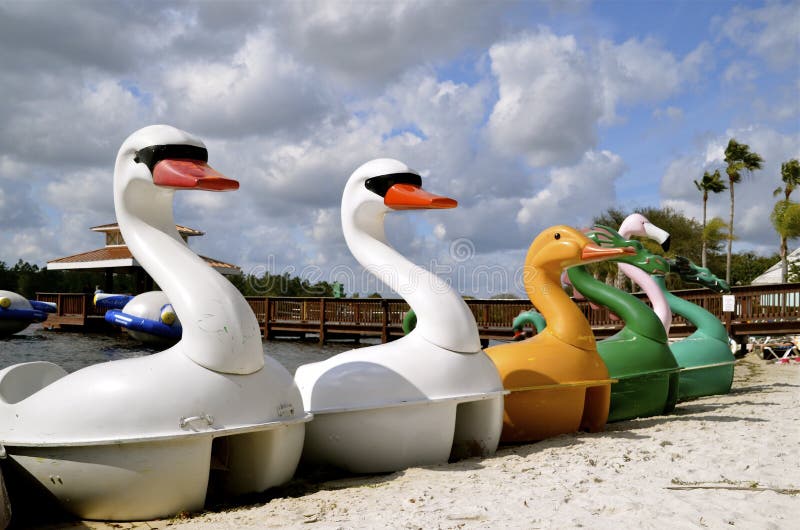 Crogioli Di Pagaia Dell'anatra E Del Cigno Fotografia Stock - Immagine ...