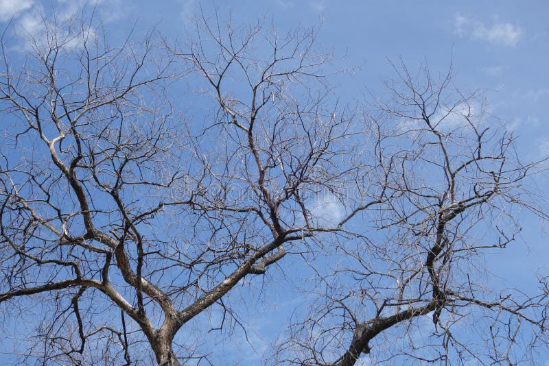 Crohn dry tree in summer stock image. Image of blue - 120605967