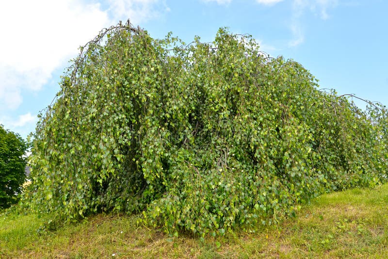 Crohn`s Birch Tree Crown Betula Pendula `Youngii Stock Image - Image of ...