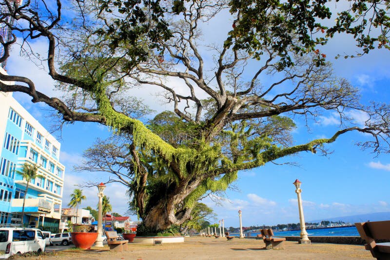 Crohn S Huge Tropical Tree. Narra Tree Stock Photo - Image of national ...