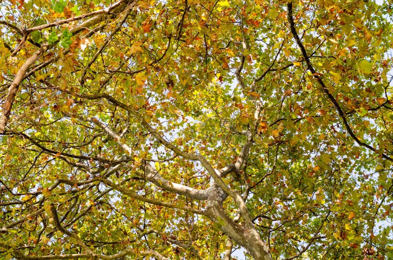 Crohn`s Plane Tree with Yellow Leaves. Bottom View Stock Image - Image ...
