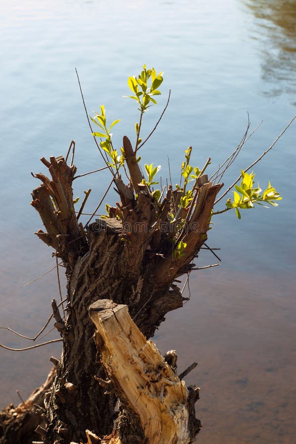 Crohped tree stock image. Image of cropped, young, view - 91188057