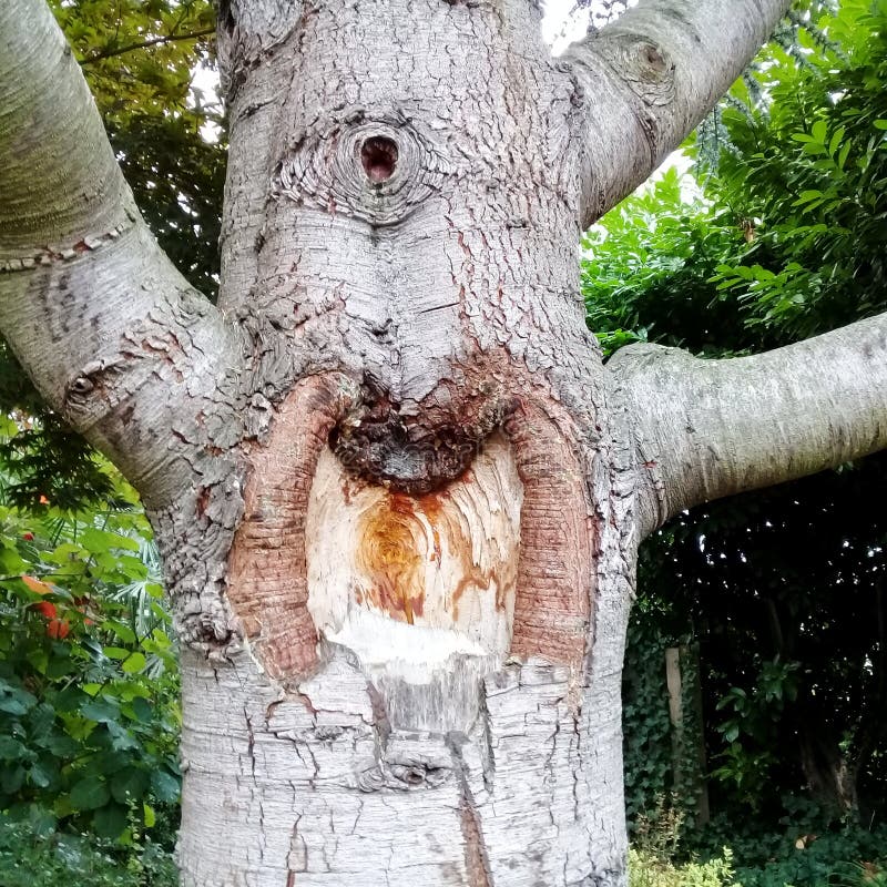 02 Croix d'arbre photo stock. Image du écorce, arbre - 203529038