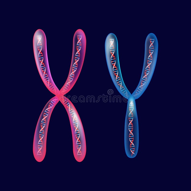 Cromosomas X e Y ilustración del vector. Ilustración de estructura ...