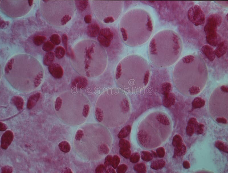 Nucleo Cellulare E Organelle Sotto Il Microscopio Elettronico ...