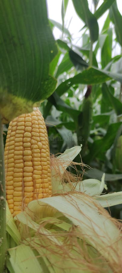 Cron stock photo. Image of harvest, fresh, corn, ready - 264324296