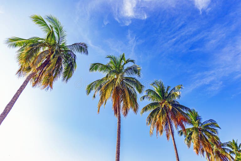 Crone of a palm tree stock photo. Image of summer, tropical - 223698436