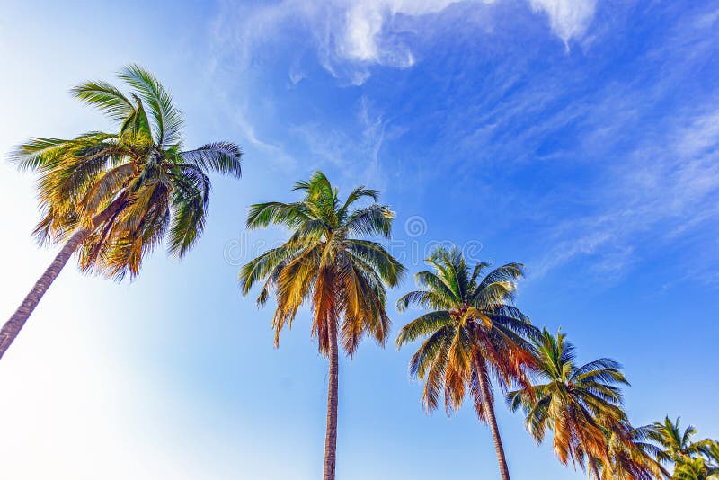 Crone of a palm tree stock photo. Image of summer, tropical - 223698436