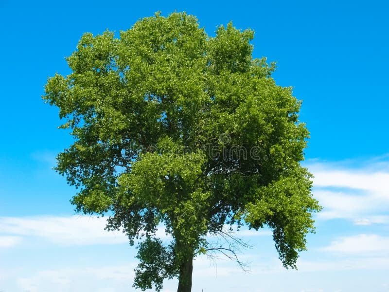 Crone of tree stock photo. Image of crone, country, clear - 22573960