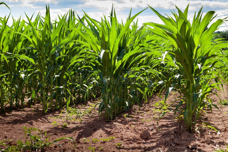 Rows Of Corn Stalks Growing Stock Photo - Image of colourful, country ...