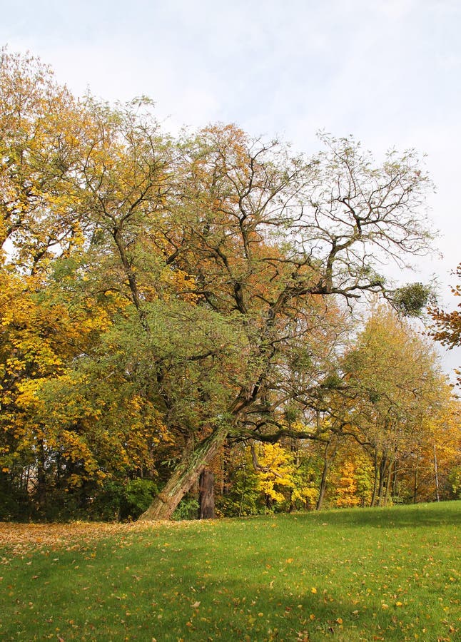 282 Tree Half Bare Stock Photos - Free & Royalty-Free Stock Photos from ...