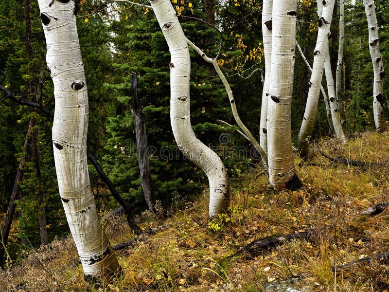 Crooked Aspen Trees on a Rainy Morning Stock Image - Image of autumn ...