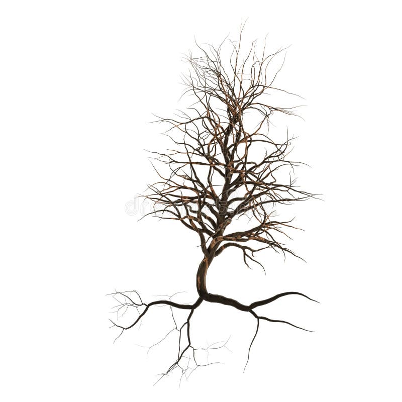 Tree Roots on White Background Stock Illustration - Illustration of ...