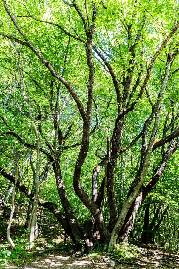 Crooked big tree stock photo. Image of spring, environmental - 303063904
