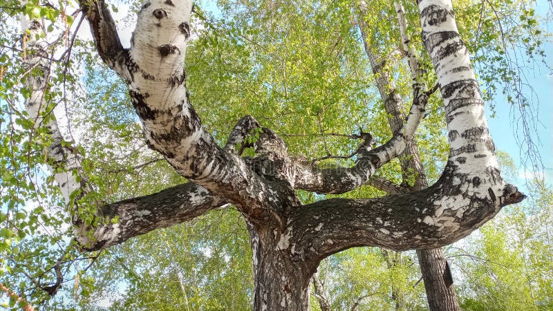 Crooked Birch in Spring. an Old Birch Tree with Twisted. Stock Photo ...