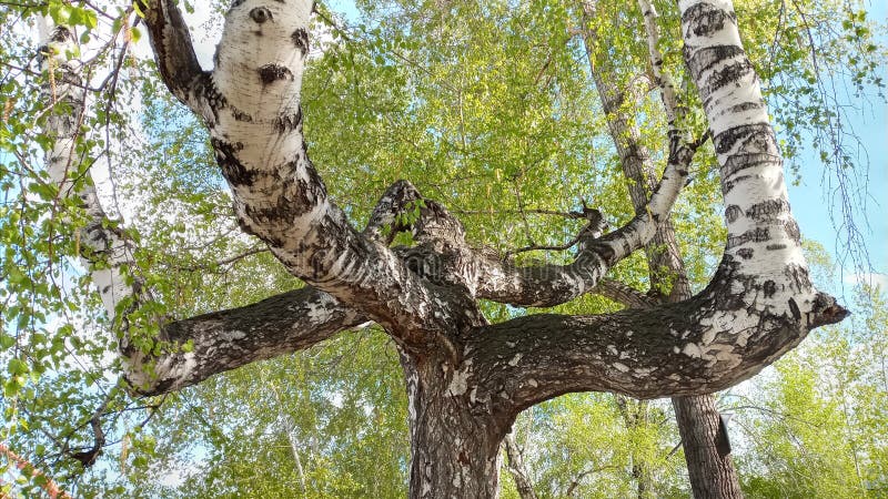 Crooked Birch in Spring. an Old Birch Tree with Twisted. Stock Photo ...