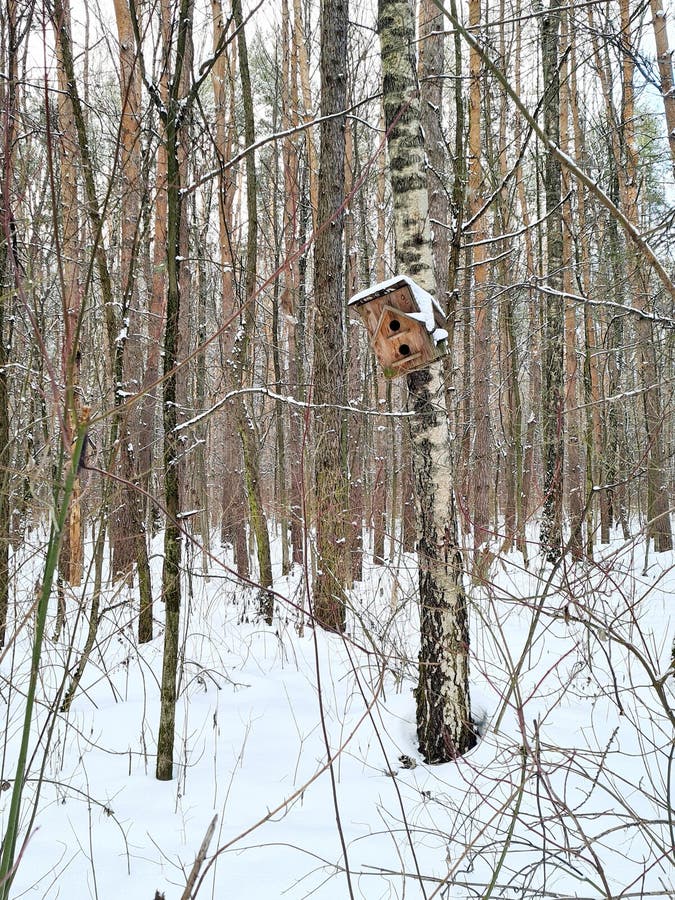 An Old Crooked Birdhouse Covered with Moss on a Birch Tree Stock Photo ...