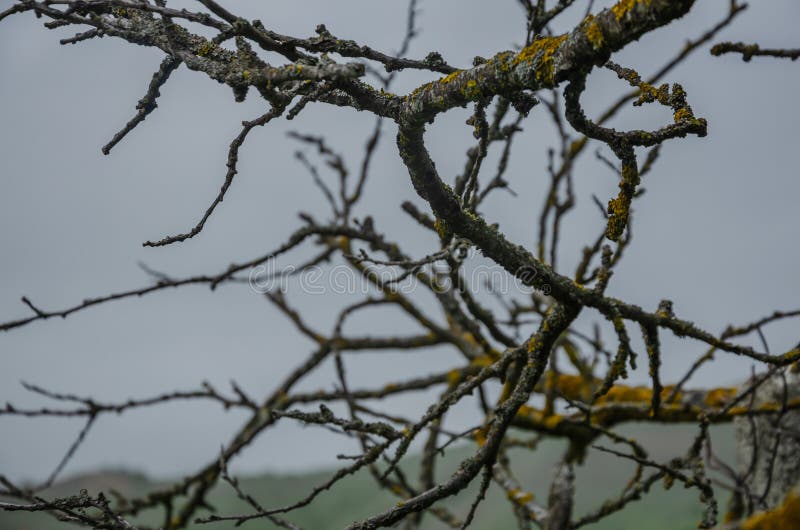 Crooked Branches of a Dry Tree, Background of Tree Branches without ...