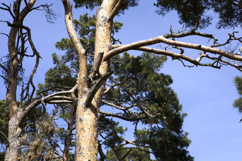Life of forest plants stock image. Image of clearing - 179417667