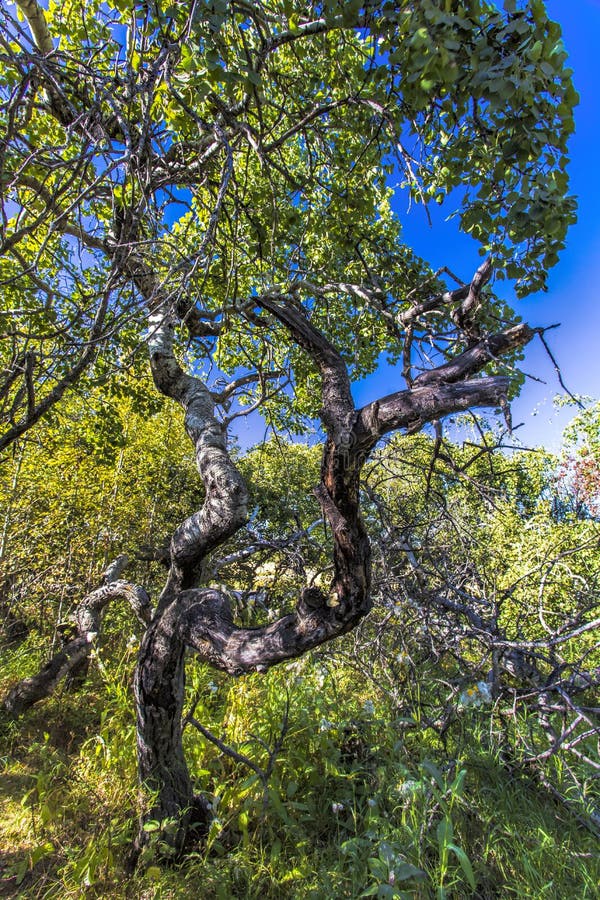 The Crooked Bush Of Saskatchewan Stock Photo - Image of unique ...