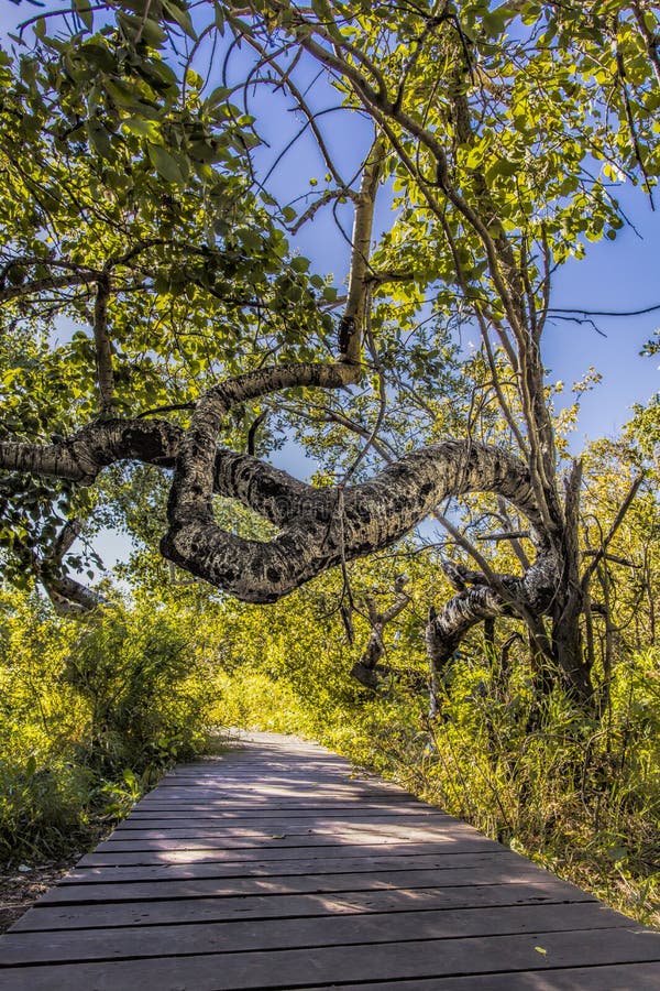 A Man in the Crooked Bush of Saskatchewan Stock Image - Image of canada ...