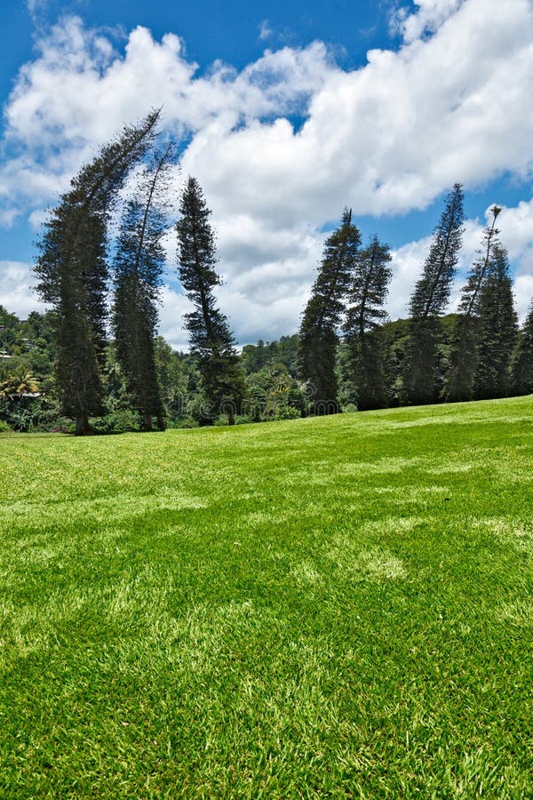 Crooked Cook Pines stock image. Image of grass, kandy - 15635079