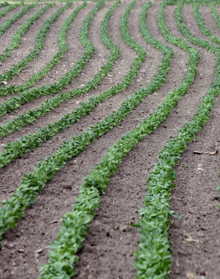 Crooked Crops stock image. Image of field, environment - 15054507