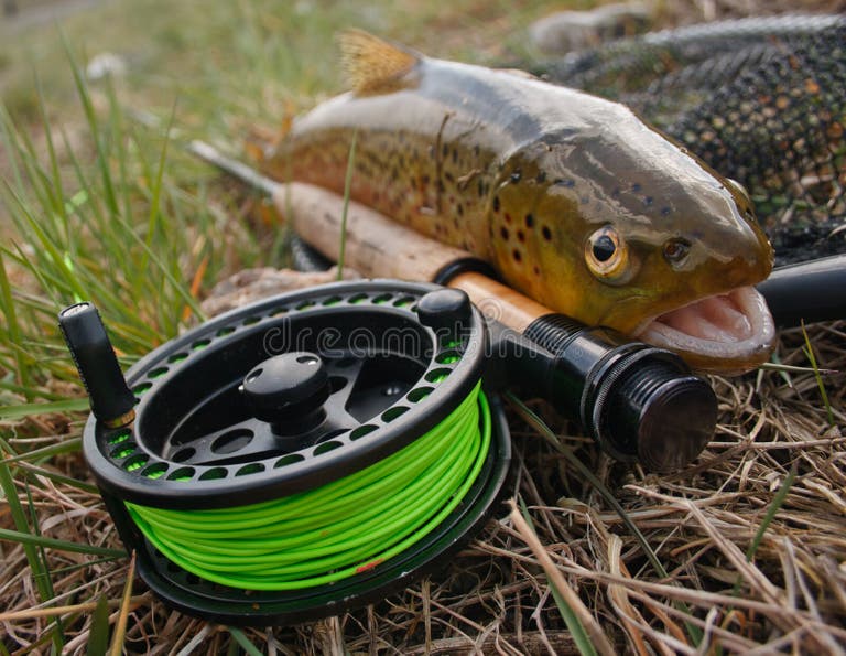 Crooked eye trout stock image. Image of deformation, closeup - 21599903