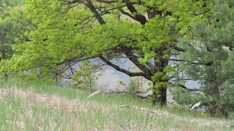 Crooked Forest (Krzywy Las) in Poland Stock Footage - Video of ecology ...