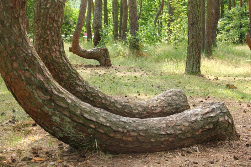 Crooked Forest ("Krzywy Las" in Polish) - Bent Trees Near Gryfino, West ...
