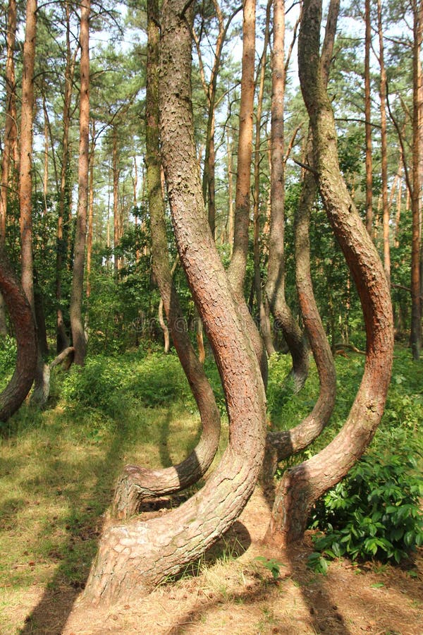 A crooked forest in Poland stock image. Image of interesting - 141544415