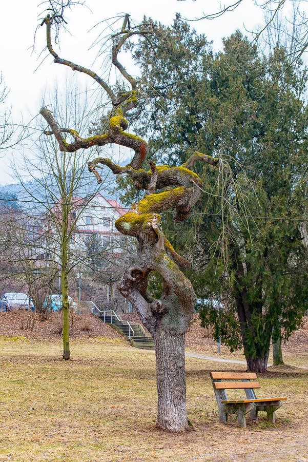 Crooked grown tree stock photo. Image of knotty, plains - 85921566