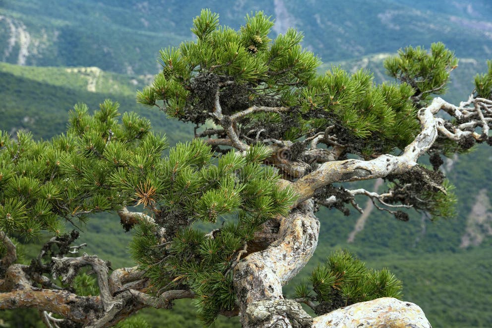 Crooked Mountain Pine, Tree Growing on a Steep Cliff. Mountain ...