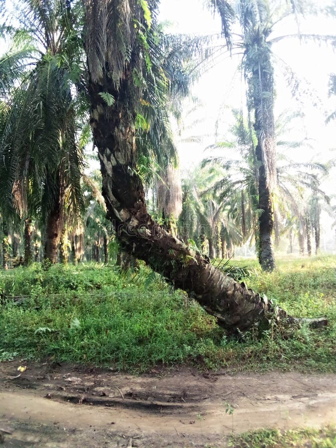 Crooked Palm Trees Stock Photos - Free & Royalty-Free Stock Photos from ...