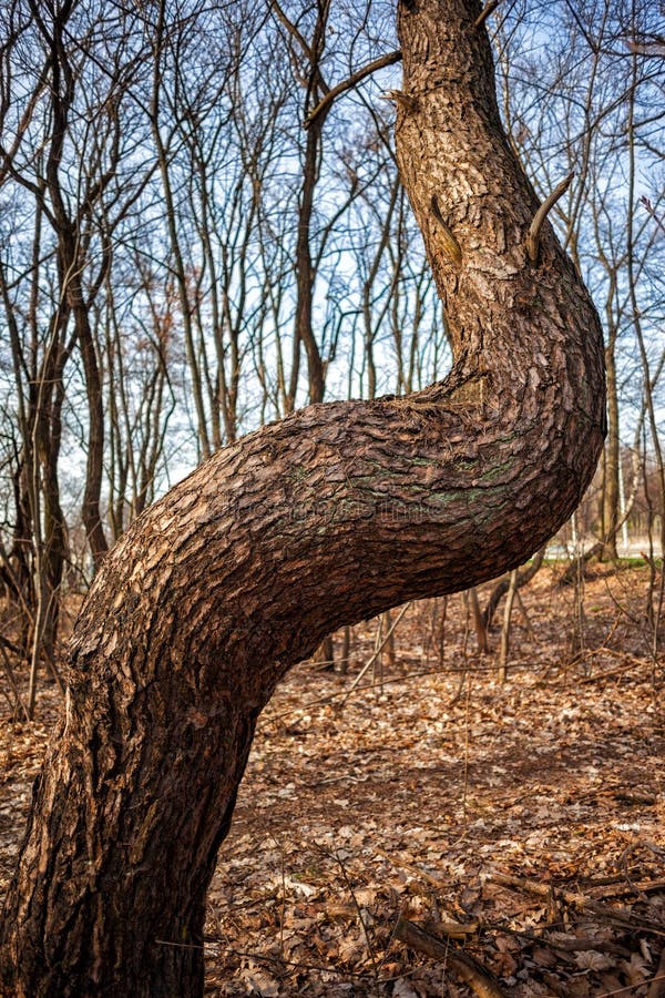 Old Crooked Pine Tree in a Coniferous Forest after Beeing Cut Grew Up ...