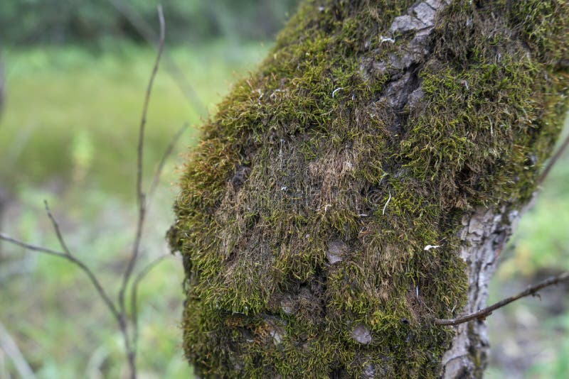 Crooked Old Tree Trunk Overgrown with Green Moss Stock Photo - Image of ...
